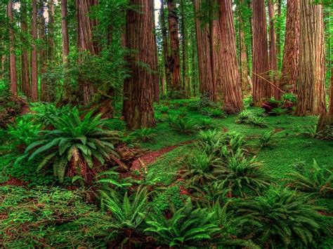 Redwood Forest Wallpapers Top Free Redwood Forest Backgrounds