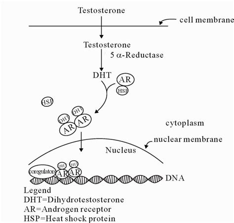 Androgen Dependent Signaling Pathway Download Scientific Diagram