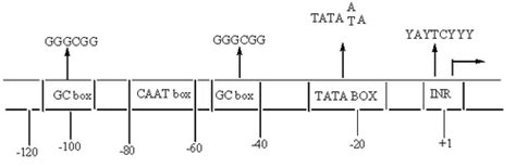 Dna Rna Flashcards Quizlet