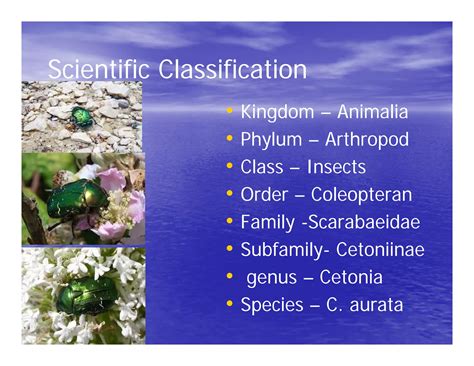 Steven Green Rose Chafer Beetle Stevens Files Pdf