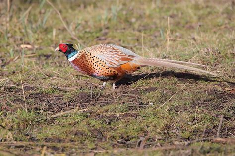 Pheasant Photo Id Guide Birdguides