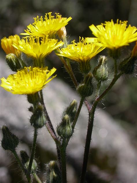 Hawkweeds A Recent Discovery In Victorias Alps And A Taxonomic Name
