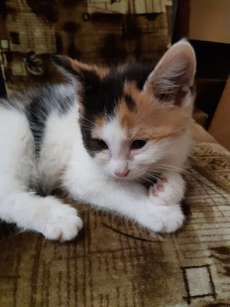 К моей знакомой пришла за помощью бездомная кошка мама Семью забрали с улицы