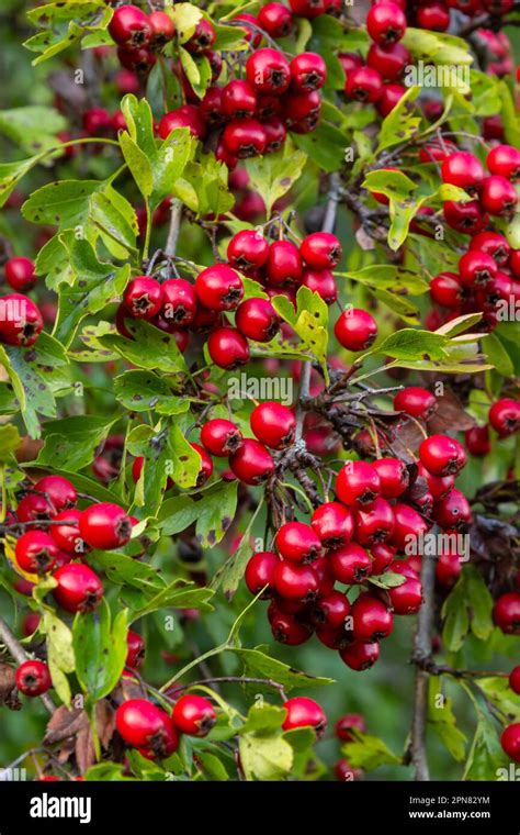 Hawthorn With Red Fruit Crataegus Monogyna Natural Beautiful