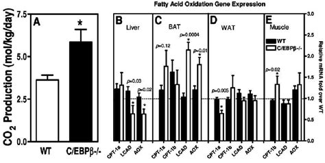 C Ebp β − − Mice Have Increased Energy Expenditure A Co 2 Download Scientific Diagram