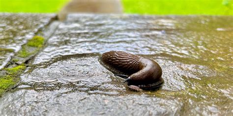 Easy Trick That Will Keep Slugs Away From Wet Gardens Right Now