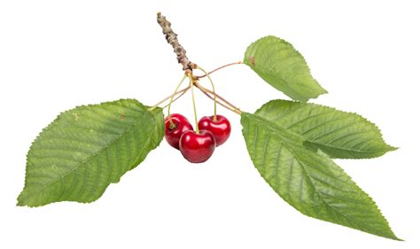 Cherry 10 Pngfre