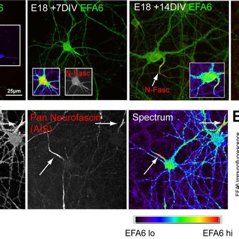 Efa6 Is Enriched In The Axon Initial Segment A Immunolabelling Of Download Scientific