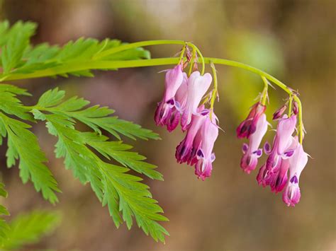 Dicentra Eximia Wild Bleeding Hearts Reems Creek Nursery