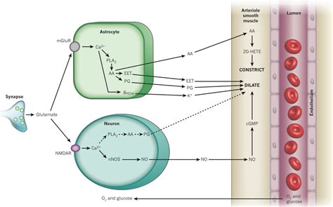 Figure 11 From The Role Of Capillary Pericytes In Cerebral Blood Flow
