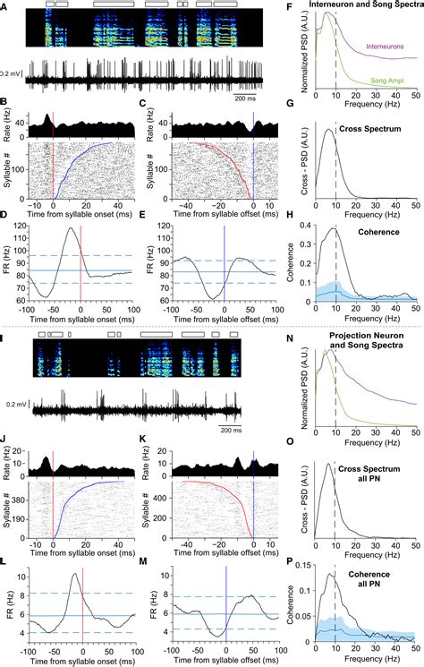 Rhythmic Continuous Time Coding In The Songbird Analog Of Vocal Motor Cortex Neuron