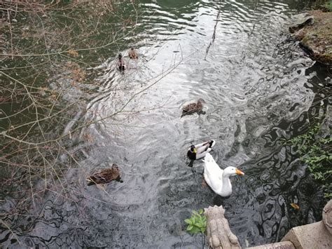 回 小猪乔治 富士胶片影赛 Fujifilm