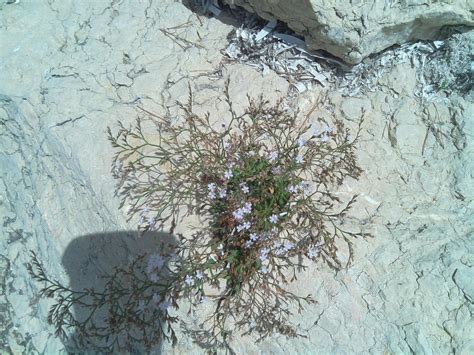 Insect Detection On Flowers Object Detection Dataset By Masterproef