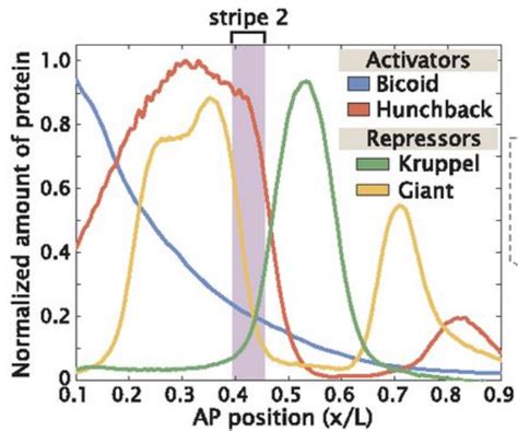 Axe Antéro Postérieur Chez La Drosophile Biologie Cellulaire Et