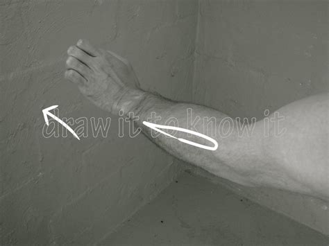 Gross Anatomy Glossary Extensor Carpi Ulnaris Ditki Medical And Biological Sciences