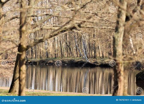 Naked Trees In Spring Stock Image Image Of Countryside
