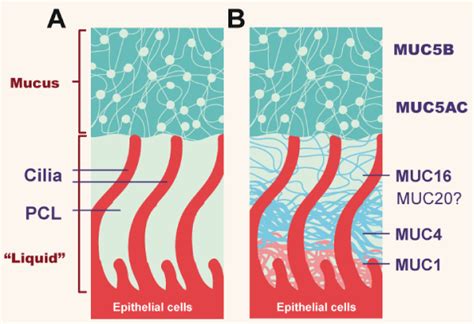 Bronchial Mucus Basic Research And Clinical Application