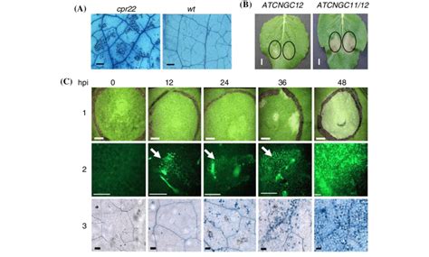 Transient Expression Of Atcngc1112 Induces Cell Death In N