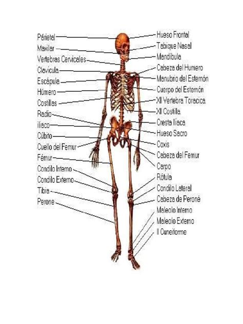 Esqueleto Humano Daniel Pdf