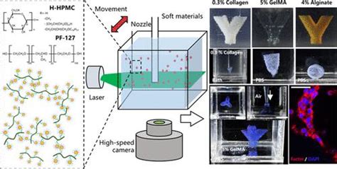 可变刚度软生物材料嵌入式打印的可调支撑浴 acs applied materials and interfaces x mol