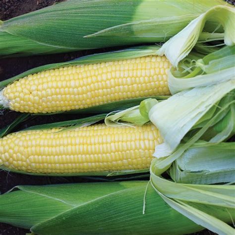 Sweetcorn Seeds Shop Your Favourites