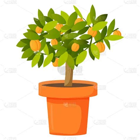 把杏树放在锅里现实的病媒说明 花瓣网