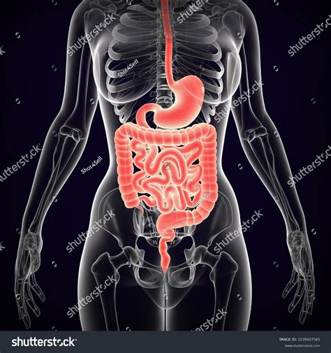Human Female Digestive System Anatomy Medical Stock Illustration Shutterstock