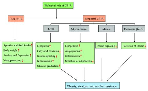 Biological Role Of Cns And Peripheral Cb1r In Relation To Obesity And