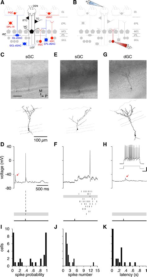 Figure 1 From Rapid Feedforward Inhibition And Asynchronous Excitation Regulate Granule Cell