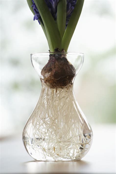 Examples Of Plants With Fibrous Roots Ehow