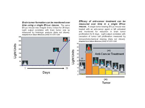 The Ef Luc Mouse An In Vivo Bioluminescent Model For The Sensitive And Noninvasive Monitoring