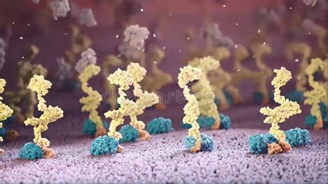 Neuronal Activity In The Brain Neural Network Neuroactivity Synapses