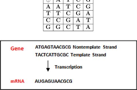 Figure 2 From A New Approach To Generate Multi S Boxes Based On Rna