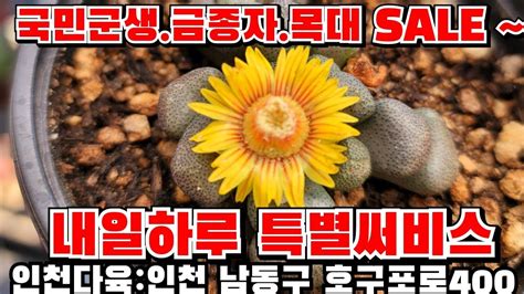 인천다육 💕국민다육이 Sale 3포트 5천원 💥내일하루 특별써비스 증정행사합니다 🏡인천 남동구 호구포로400 ☎️ 010 5316 7402 Youtube