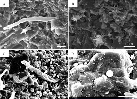 Calcified Cyanobacteria Microfossils In Scanning Electron Microscope Download Scientific Diagram