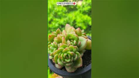 사과꽃상큼 베란다다육多肉植物 걸이대다육예쁜다육초보다육 Youtube