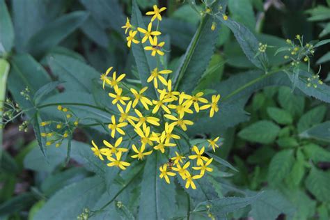 栃木の自然夏の花咲く小田代ヶ原 栃木県の情報あれこれ