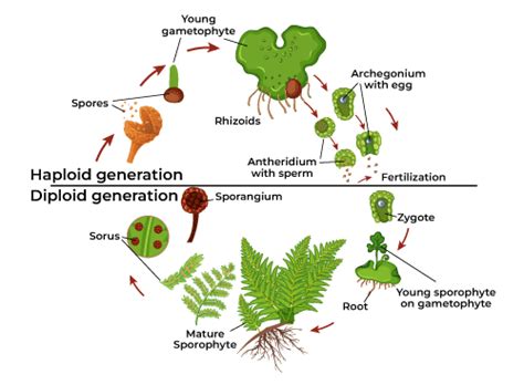 Pteridophyta Definition Characteristics Classification Uses GeeksforGeeks