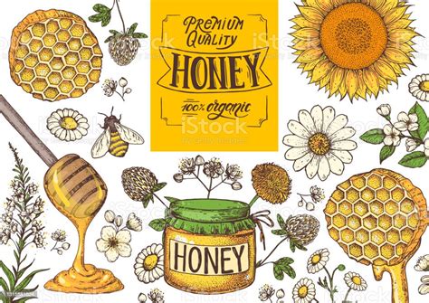 꿀 손으로 그린 벡터 일러스트 건강한 음식 일러스트레이션 레터링 프리미엄 품질 꿀 100 유기농 벌집 꽃 꿀 항아리 0명에 대한