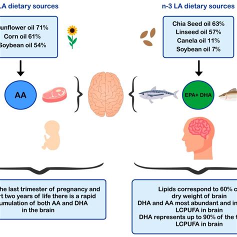 Dietary Sources Of N 6 And N 3 Polyunsaturated Fatty Acids And Impact Download Scientific
