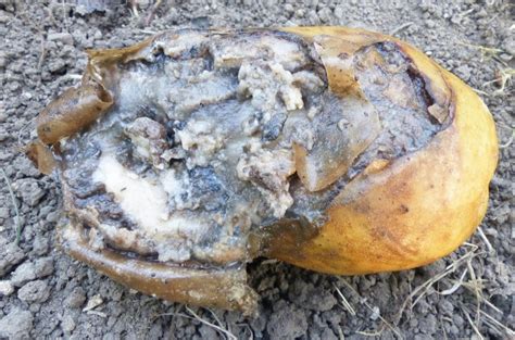 Pythium Leak A Serious Yield Robber Spud Smart