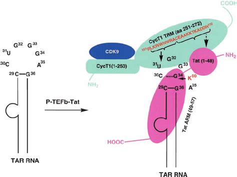 Schematic Representation Of P Tefb Tat Tar Ternary Complex P Tefb Is Download Scientific