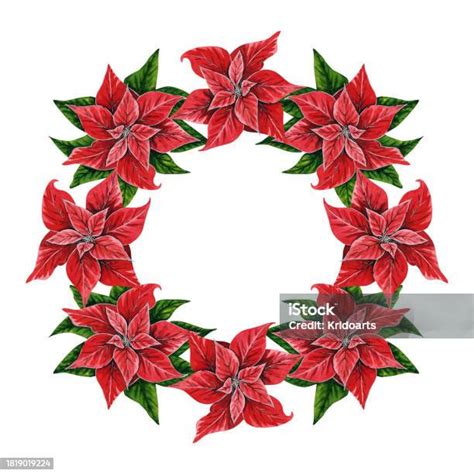 포인세티아 꽃 손으로 그린 수채화 그림 흰색 배경에 고립된 크리스마스 화환 크리스마스 장식 엽서 초대장에 대 한 꽃 그림 0명에 대한 스톡 벡터 아트 및 기타 이미지