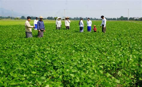 မိုးညှင်းမြို့နယ်တွင် ပြည်တွင်းစားသုံးဆီဖူလုံရေးနှင့် ဆီထွက်သီးနှံများ