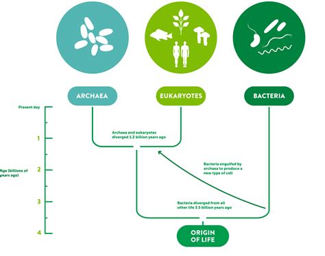 How Has Bacteria Evolved Over Time At Emma Wilhelm Blog