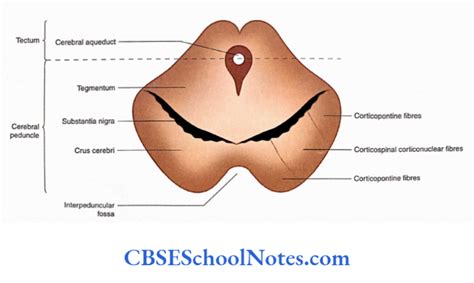 brainstem midbrain notes cbse school notes
