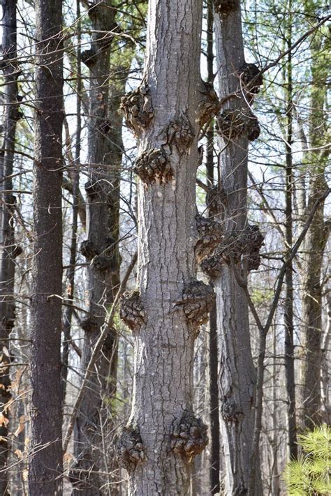 Tree Trunks Covered In Bacterial Crown Galls Agrobacterium Radiobacter