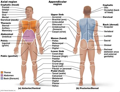 Anatomical Position Labeled Human Anatomy Diagram Human Body