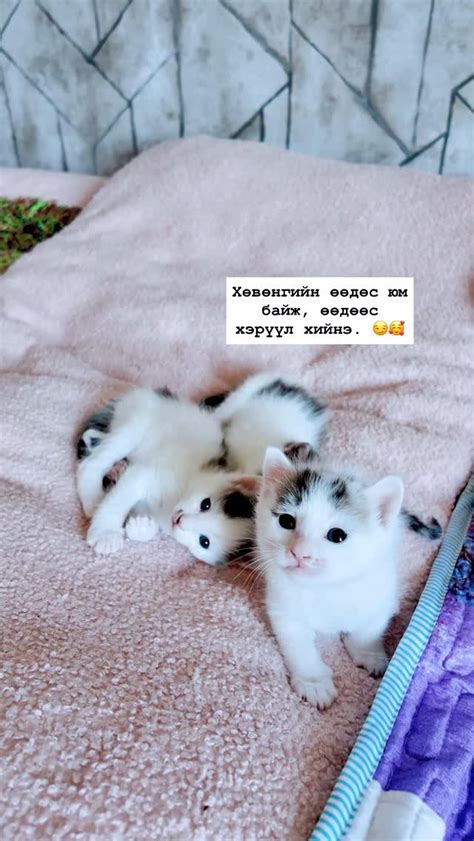Муураа 🥰🐈 Муурны бодлыг уншсан агуу ард түмэн шүү дээ 😏🇲🇳 Instagram