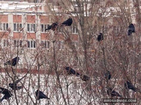 What Does It Mean When Crows Gather Around Your House